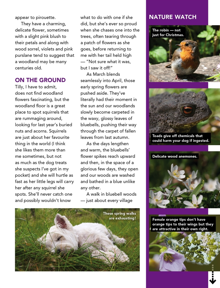 Your Dog Magazine - Your Dog Magazine FREE sample issue Special Issue