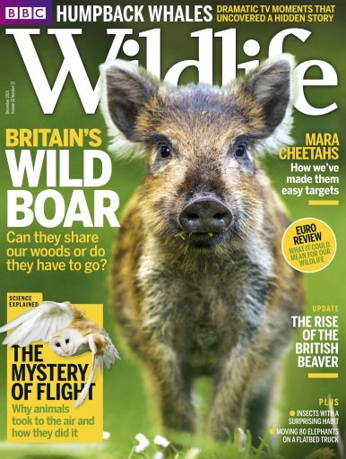 BBC Wildlife Magazine - December 2015 Back Issue