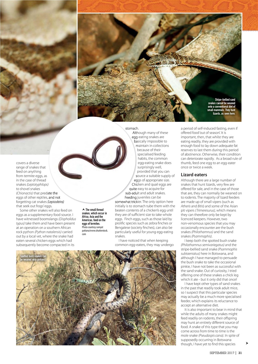 Practical Reptile Keeping Magazine - September 2017 Back Issue Practical Reptile Keeping Magazine - September 2017 Back Issue