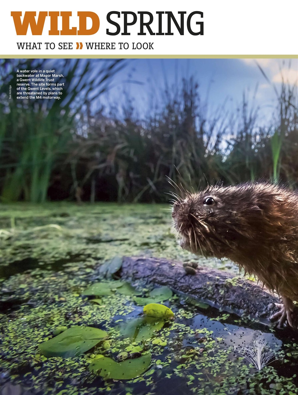 BBC Wildlife Magazine - Spring2018 Subscriptions | Pocketmags