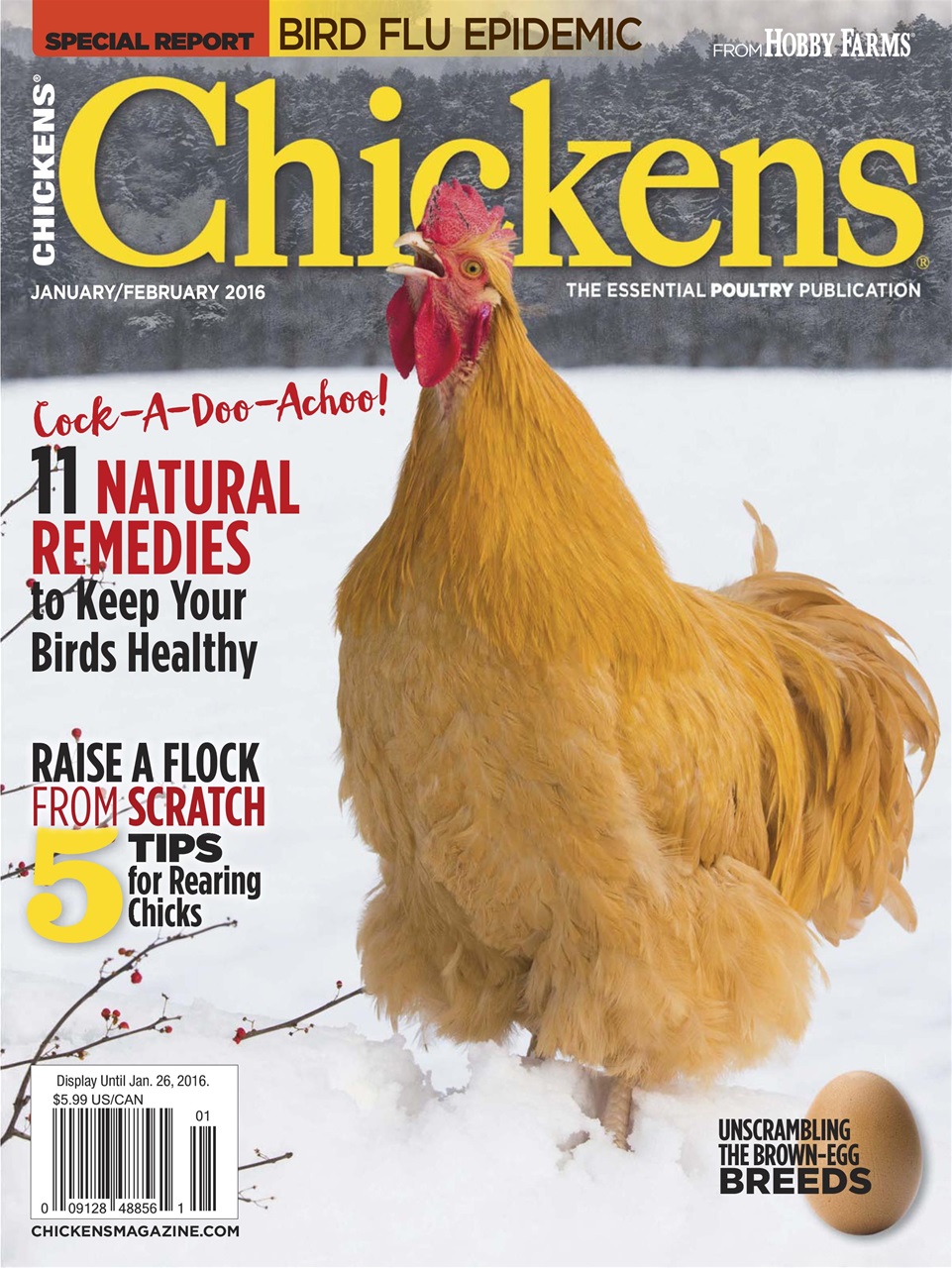 Chickens Magazine - Jan/Feb 16 Back Issue