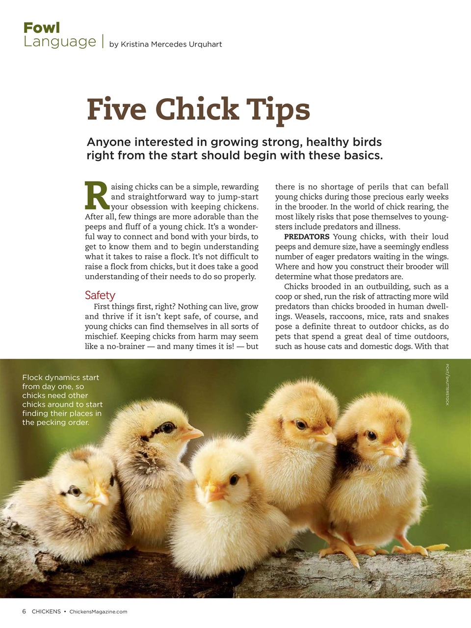 Chickens Magazine - Jan/Feb 16 Back Issue
