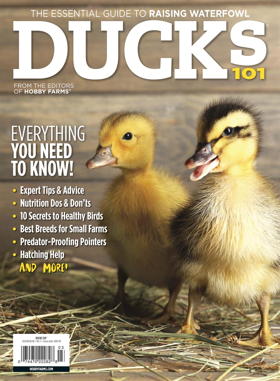 Chickens Magazine - Ducks 101 Subscriptions | Pocketmags