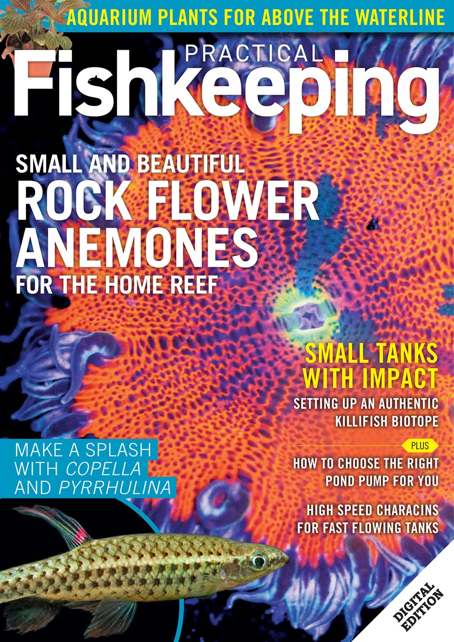 Practical Fishkeeping Magazine - Practical Fishkeeping Magazine June ...
