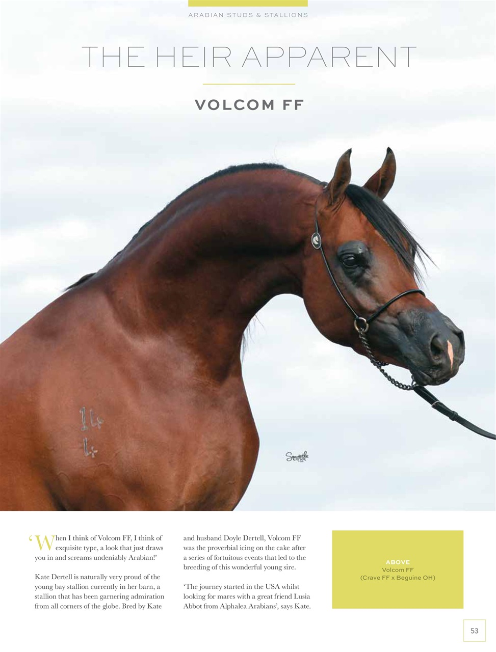 Arabian Studs & Stallions Magazine - Annual 2021 - Volume 47 Back Issue