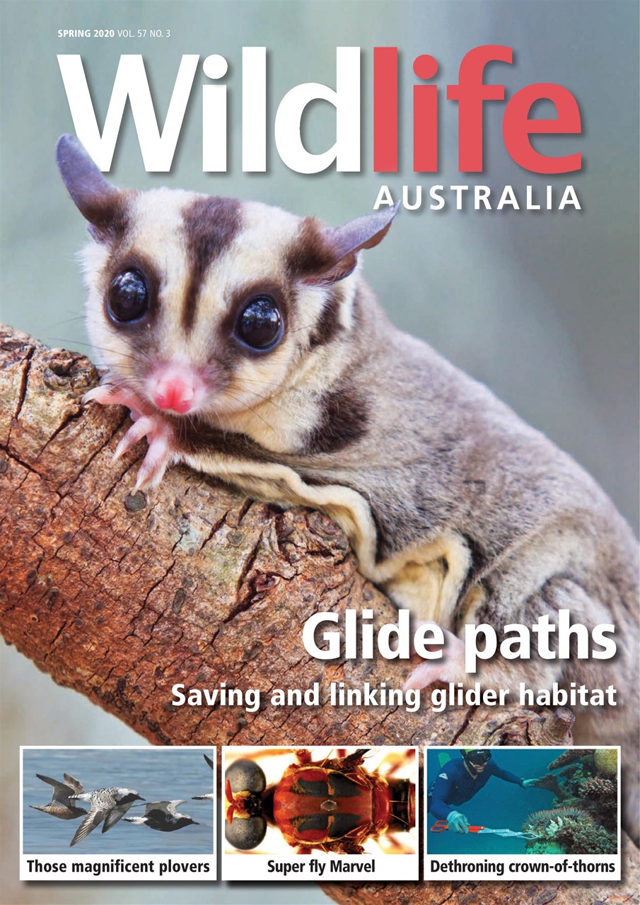 Wildlife Australia Magazine - Wildlife Australia Magazine Spring 2020 ...