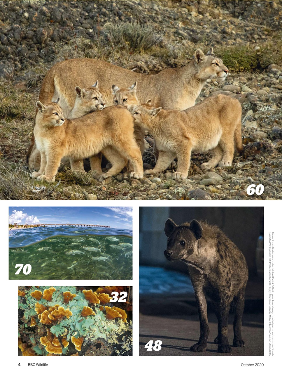BBC Wildlife Magazine - October 2020 Subscriptions | Pocketmags