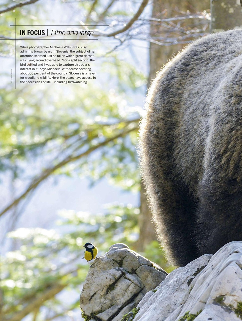 BBC Wildlife Magazine - October 2020 Back Issue