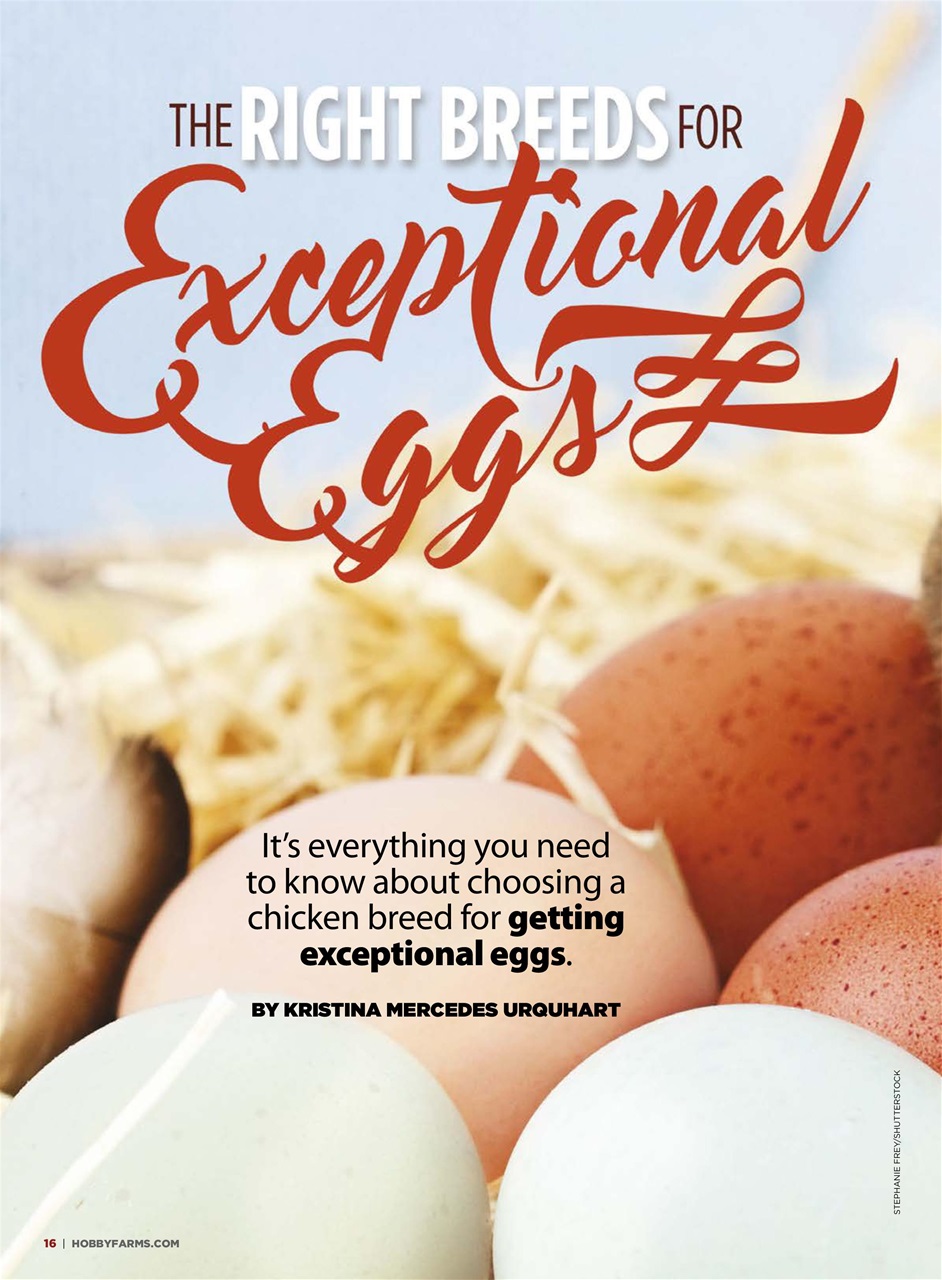 Chickens Magazine - Chickens 101 Special Issue