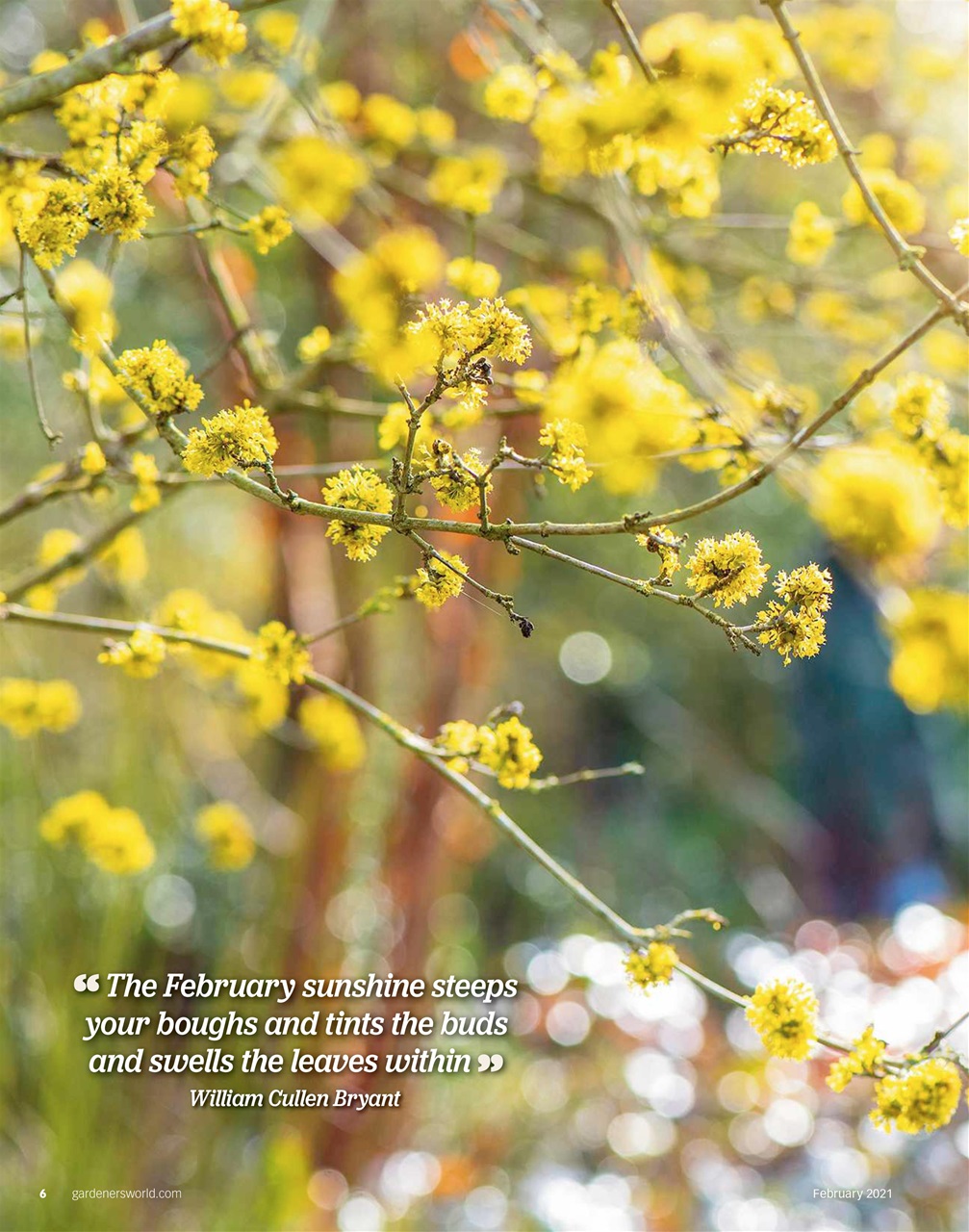 Bbc Gardeners World Magazine February 2021 Back Issue