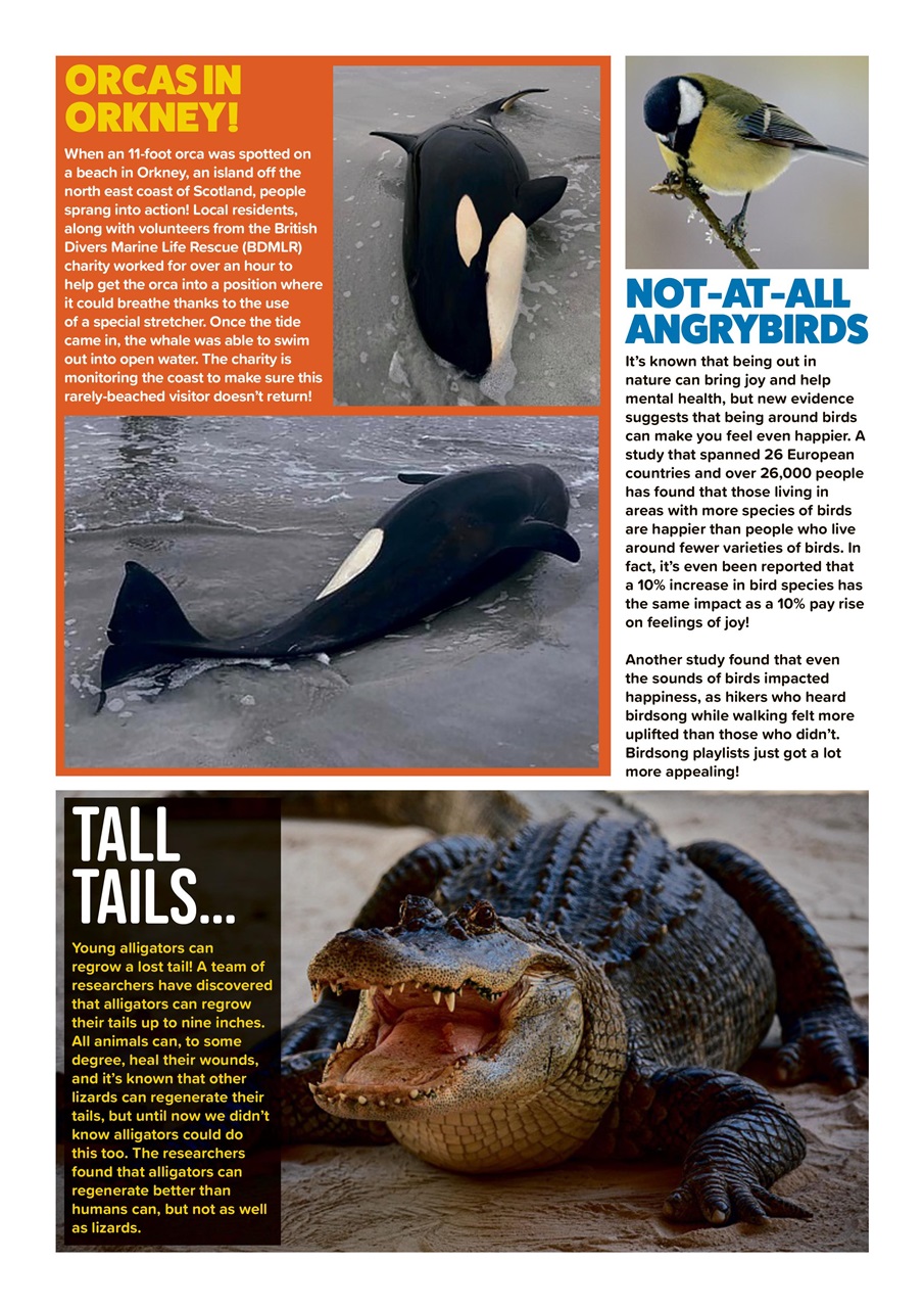 Animal Planet Kids Magazine - Issue 4 Back Issue