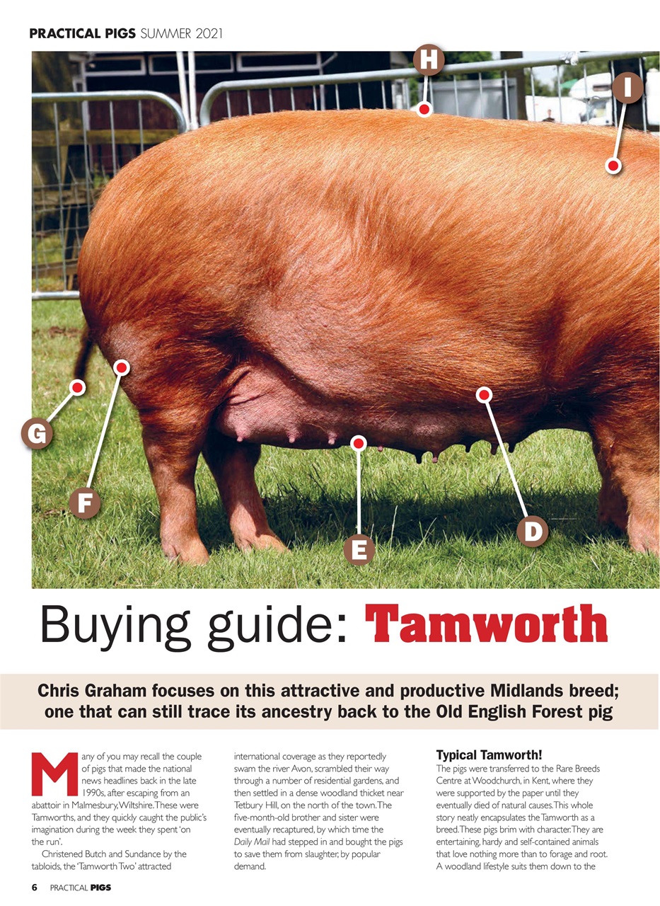 Practical Pigs Magazine - Summer 2021 Subscriptions | Pocketmags