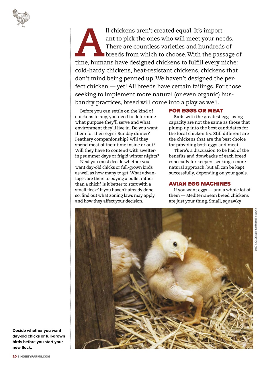 Chickens Magazine - Backyard Chickens Special Issue