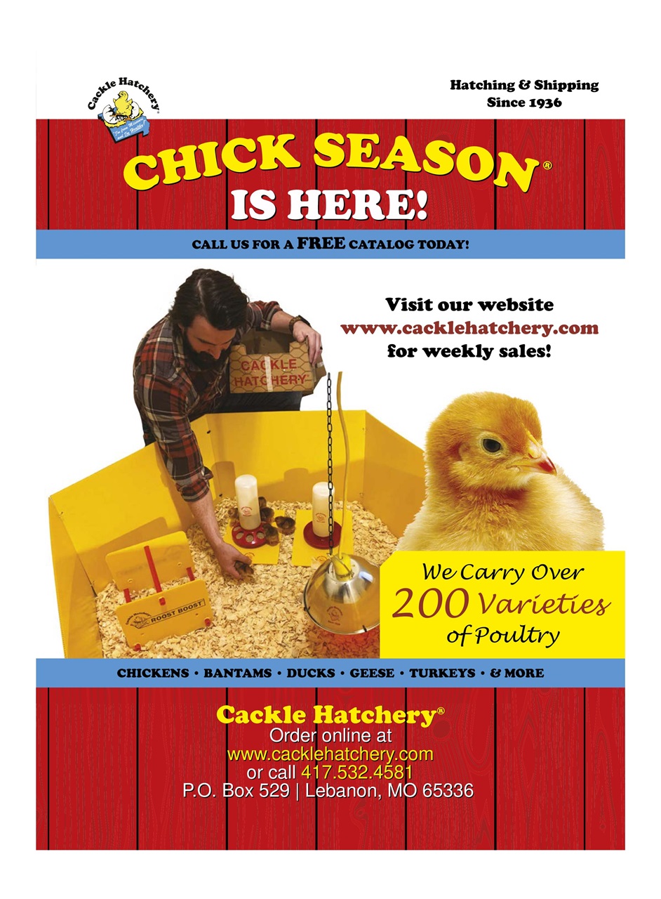 Chickens Magazine - Backyard Chickens Special Issue