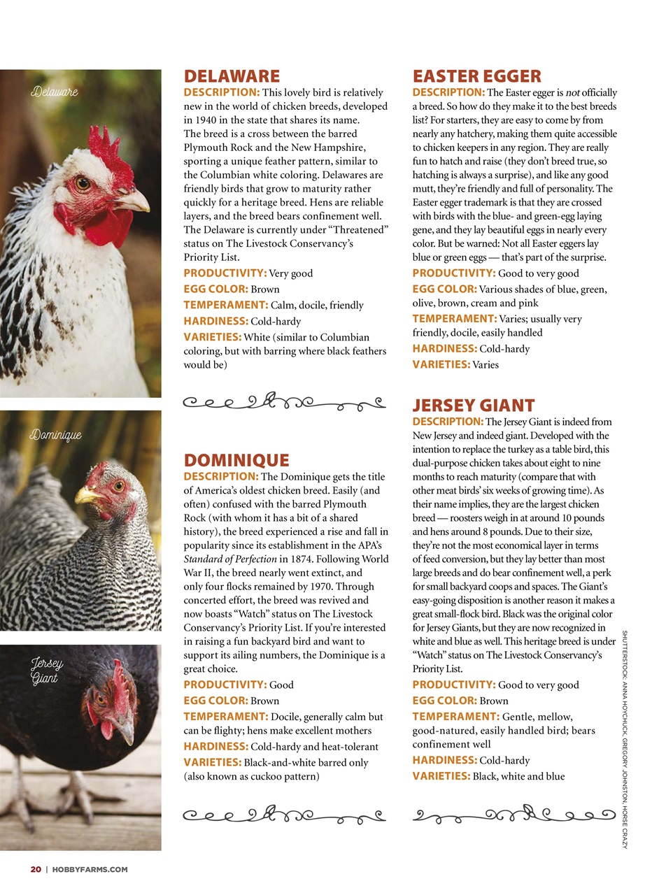 Chickens Magazine - Chickens 101 Special Issue