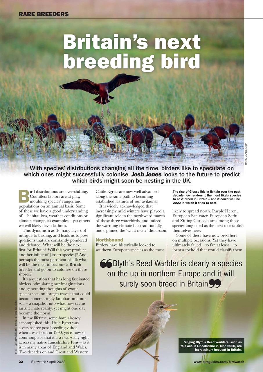 Birdwatch Magazine - April 2022 Subscriptions | Pocketmags