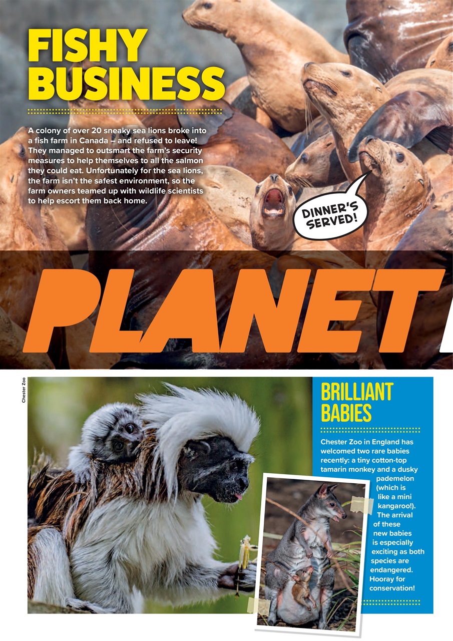 Animal Planet Magazine - Issue 19 Subscriptions | Pocketmags