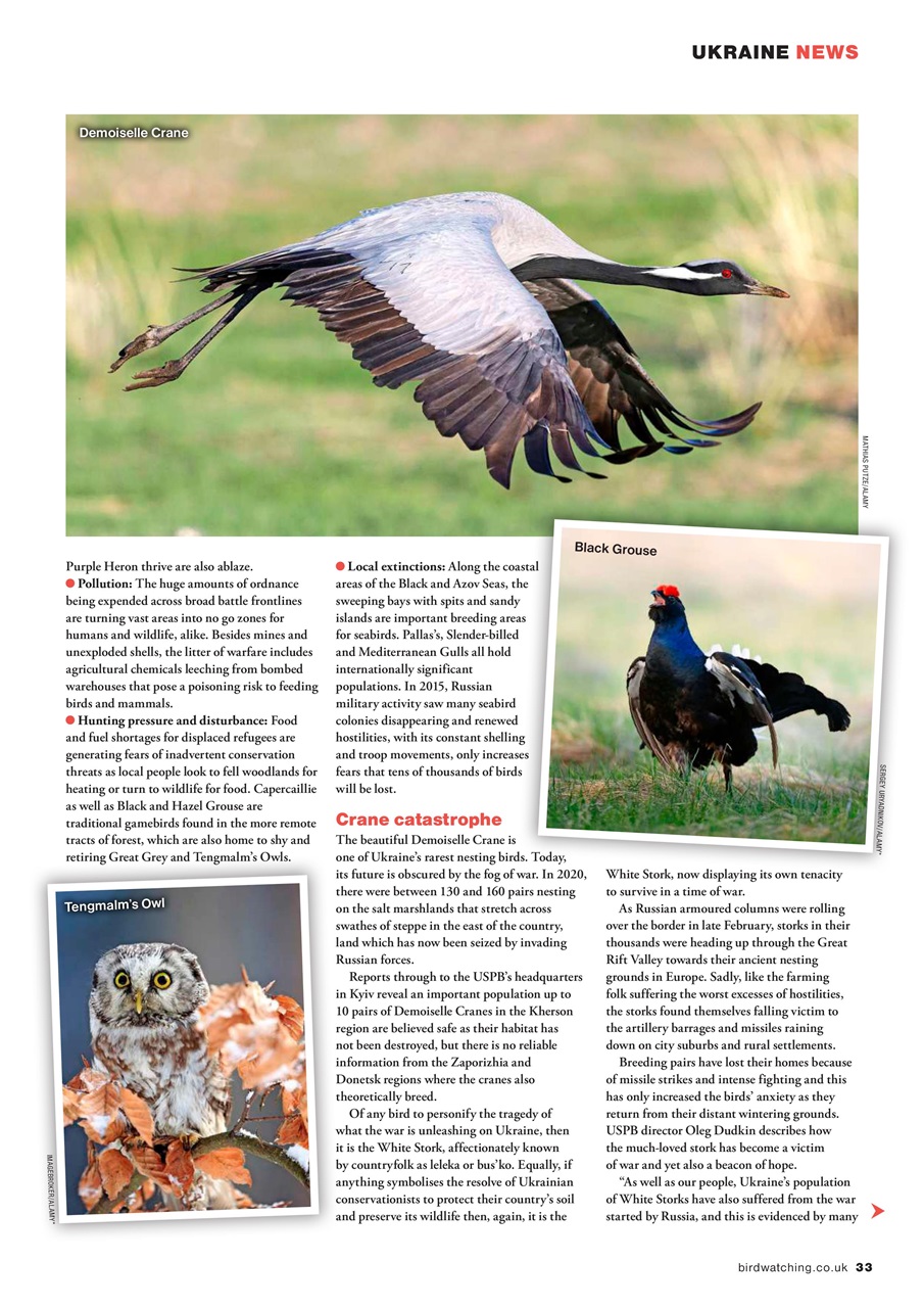 Bird Watching Magazine - FREE Sample Issue Special Issue