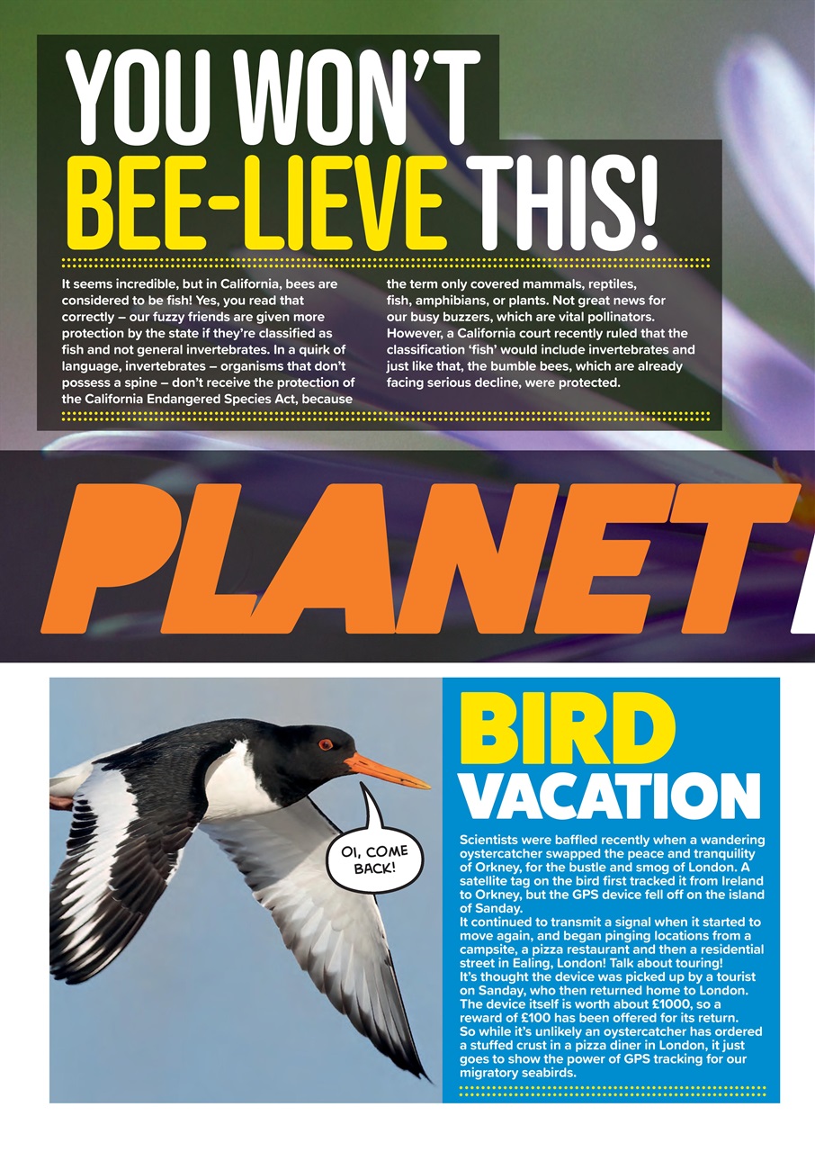Animal Planet Kids Magazine - Issue 21 Back Issue