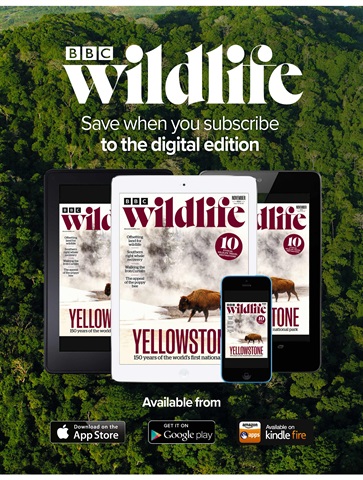 BBC Wildlife Magazine - Nov-22 Subscriptions | Pocketmags