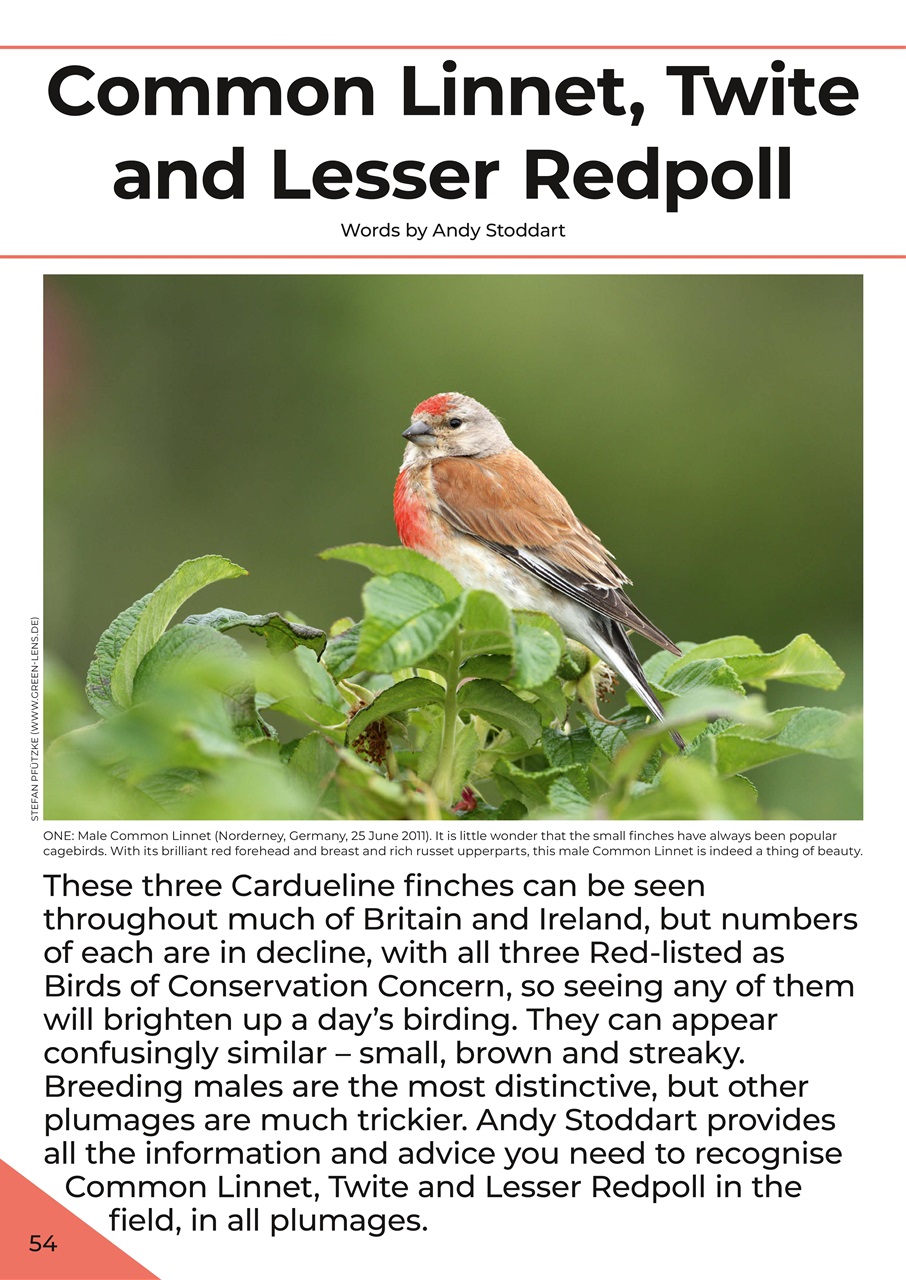 Birdwatch Magazine - Finches, Sparrows and Buntings Special Issue