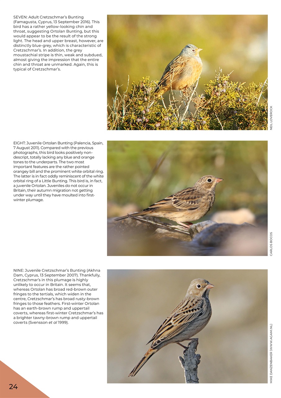 Bird ID Photo Guides Magazine - Finches, Sparrows and Buntings Back Issue