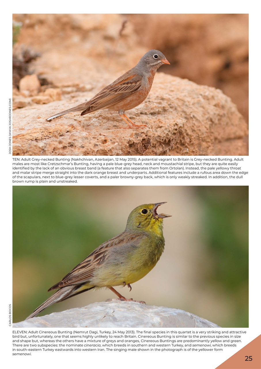 Bird ID Photo Guides Magazine - Finches, Sparrows and Buntings Back Issue