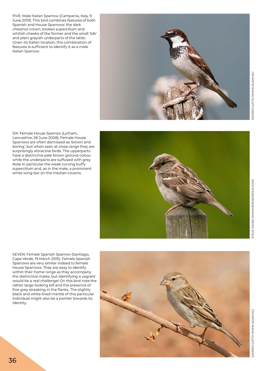 Bird ID Photo Guides Magazine - Finches, Sparrows and Buntings Back Issue