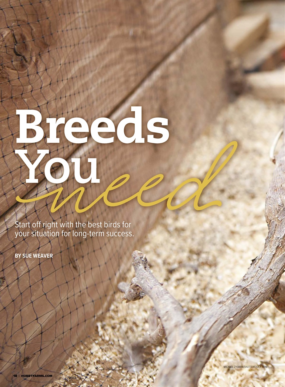 Chickens Magazine - Backyard Chickens Special Issue