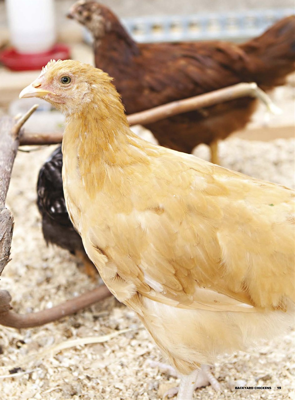Chickens Magazine - Backyard Chickens Special Issue