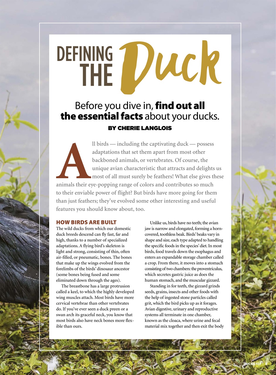 Chickens Magazine - Ducks 101 Special Issue