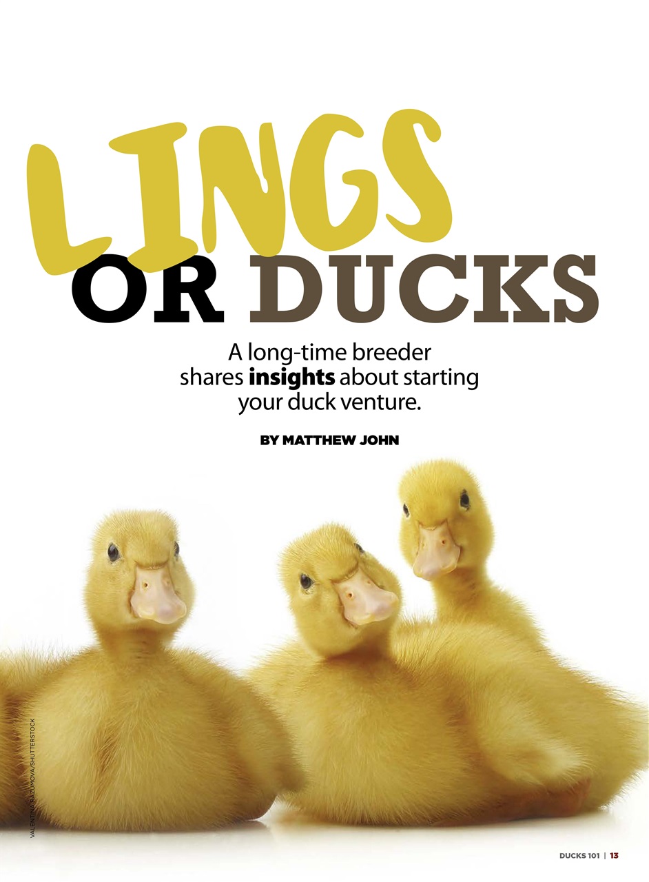 Chickens Magazine - Ducks 101 Special Issue