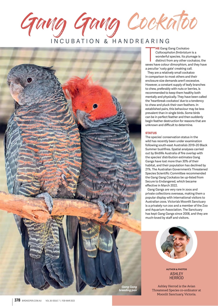 Australian Birdkeeper Magazine - Volume 36 - issue 7 Edición anterior