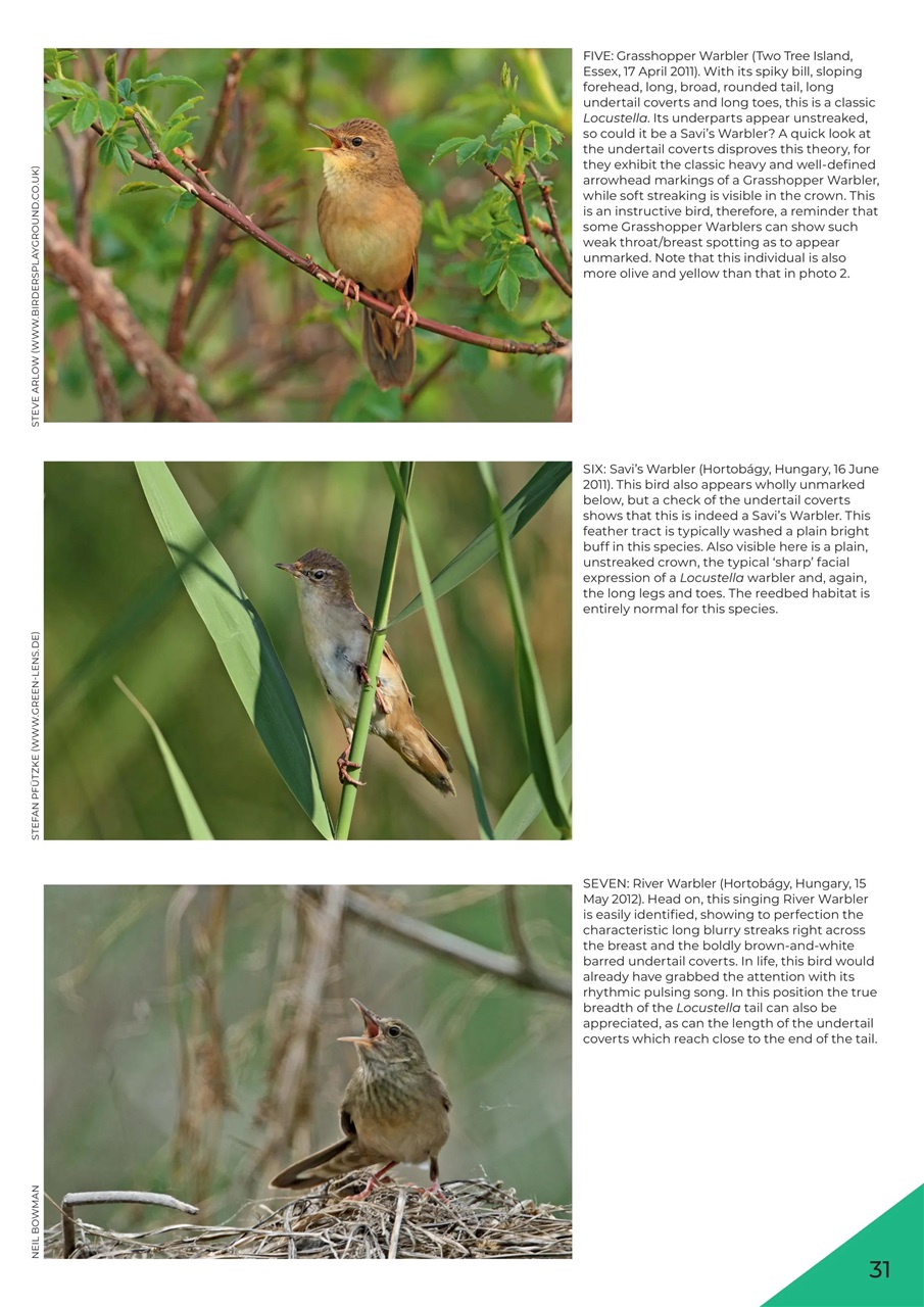 Bird ID Photo Guides Magazine - Spring Visitors Back Issue