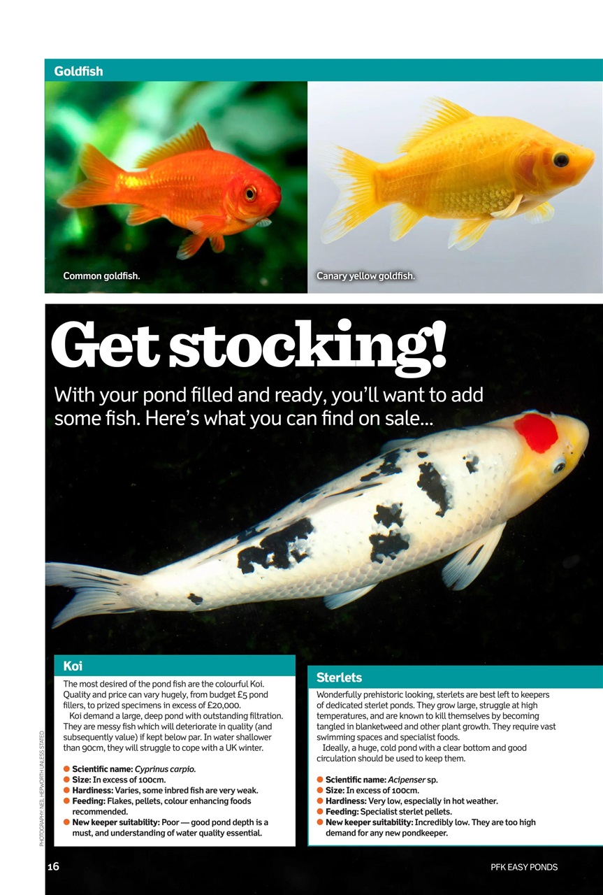 Practical Fishkeeping Magazine - Easy Ponds Special Issue