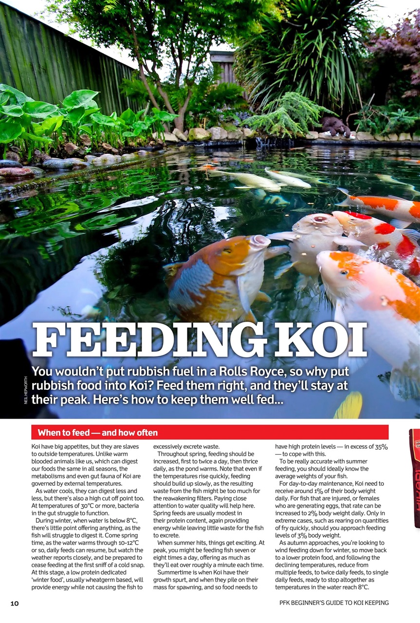Practical Fishkeeping Magazine - A Beginner's Guide to Koi Keeping ...