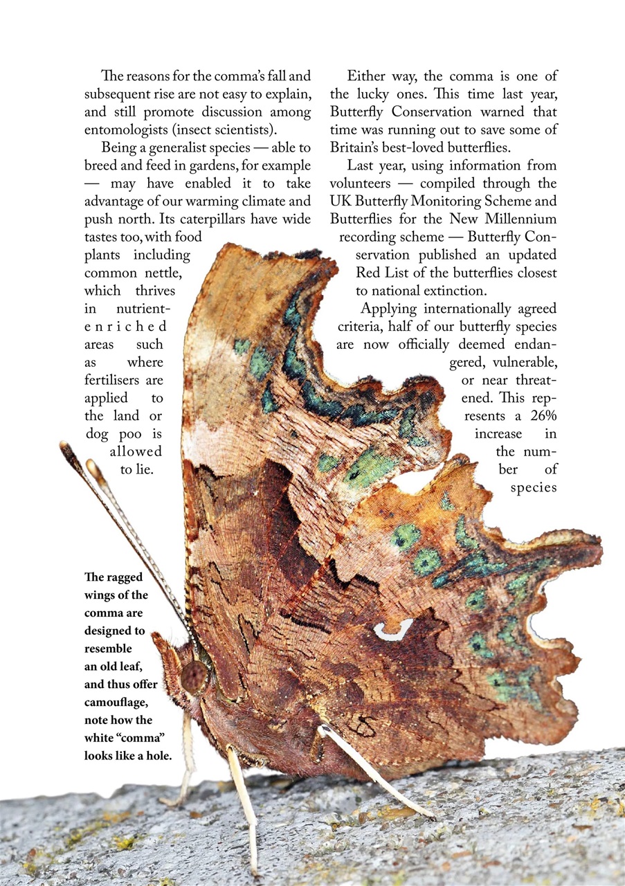 The Countryman Magazine - June 2023 Back Issue