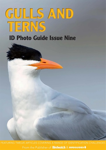 Bird ID Photo Guides Magazine - Gulls and Terns Back Issue