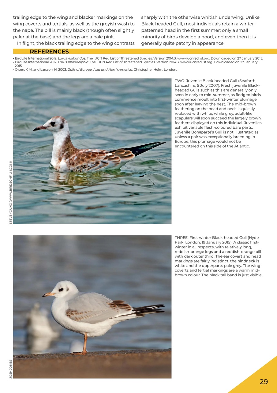 Bird ID Photo Guides Magazine - Gulls and Terns Back Issue
