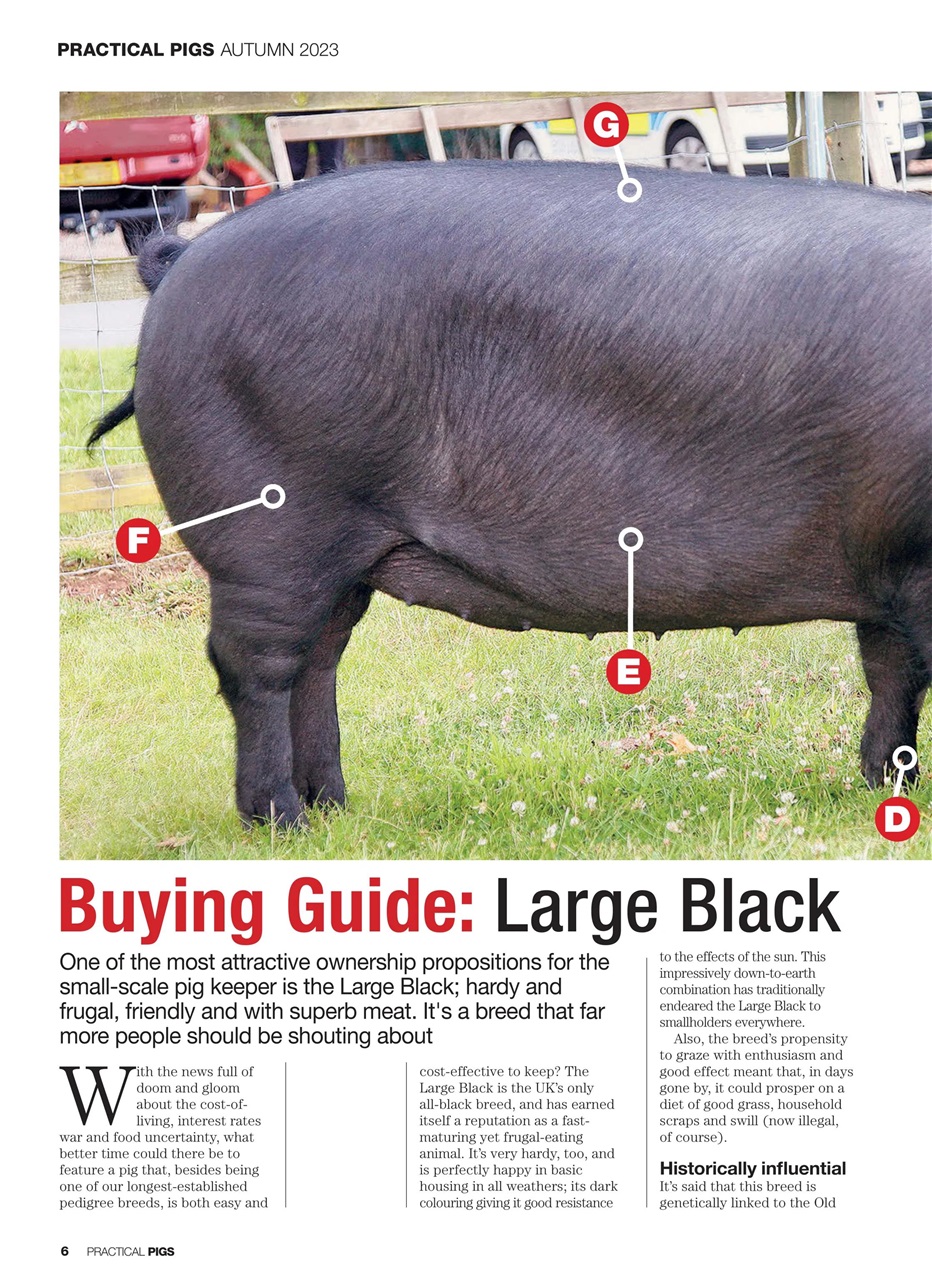 Practical Pigs Magazine - Autumn 2023 Edición anterior