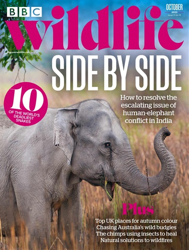 BBC Wildlife Magazine - October 2023 Subscriptions | Pocketmags