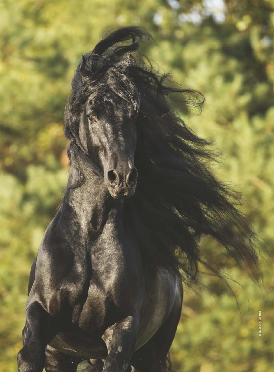 Horse Illustrated Magazine - Best of Breeds Special Issue