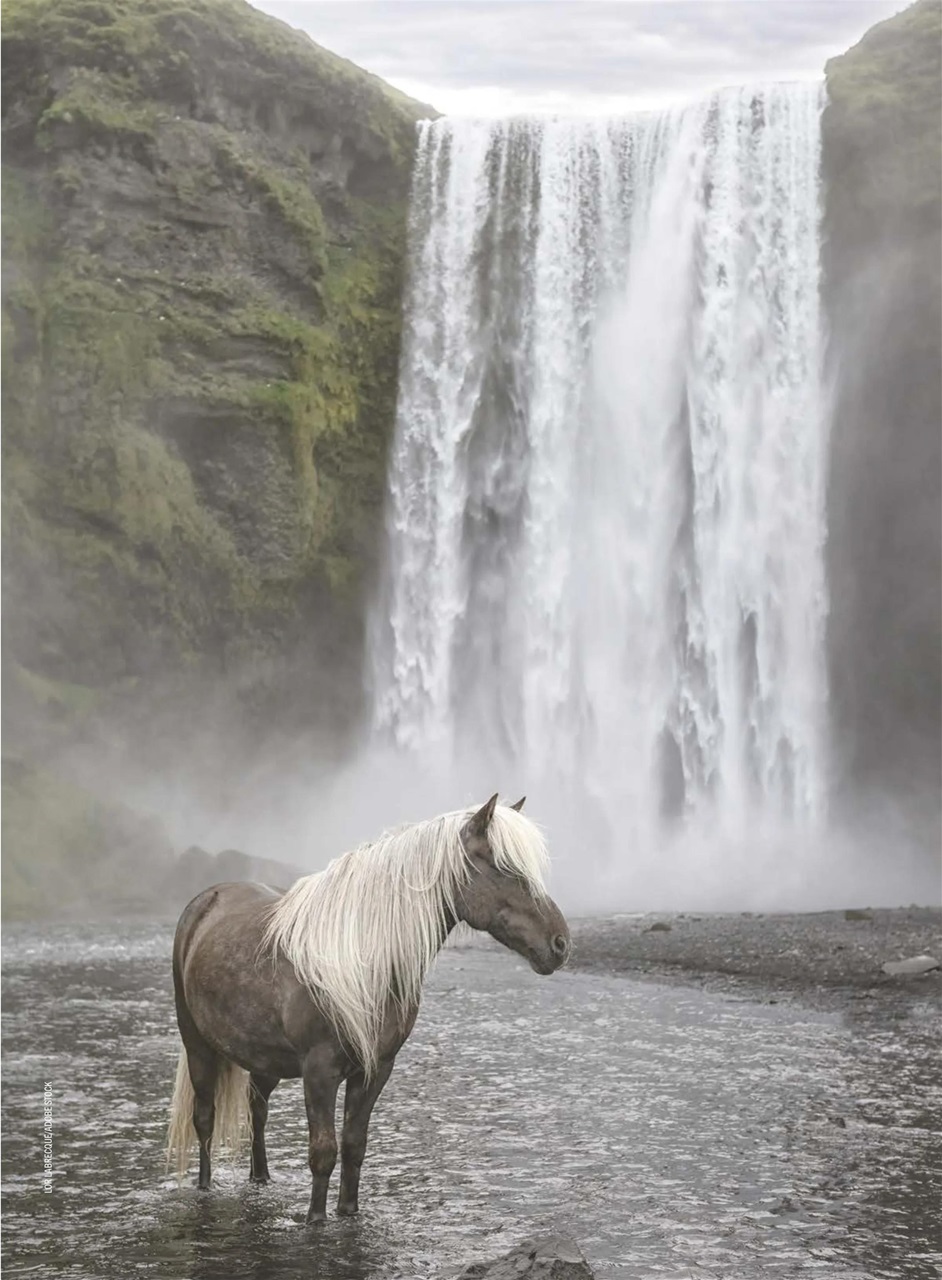 Horse Illustrated Magazine - Best of Breeds Special Issue