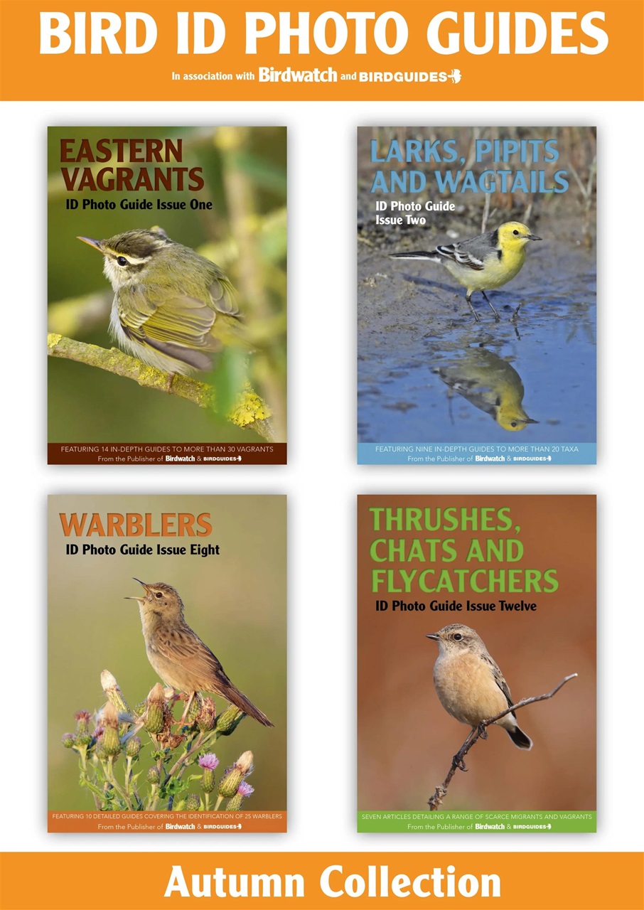 Bird ID Photo Guides Magazine - The Autumn Collection | 4 issues | 1 ...