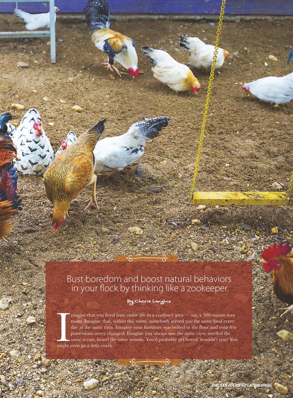 Chickens Magazine - 2024-01 (Chicken Coops and Playgrou Special Issue