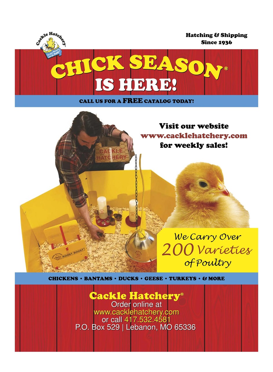 Chickens Magazine - 2024-02 (Chickens 101) Special Issue