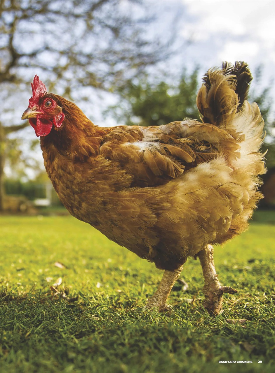 Chickens Magazine - 2024-85 (Backyard Chickens) Special Issue