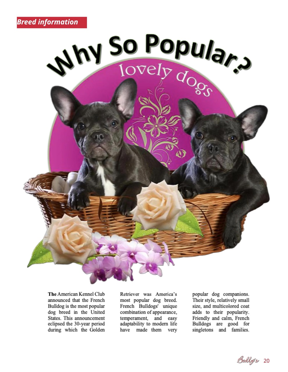 Bully’s - The Bulldog Magazine Subscriptions and Spring 2024 Issue ...