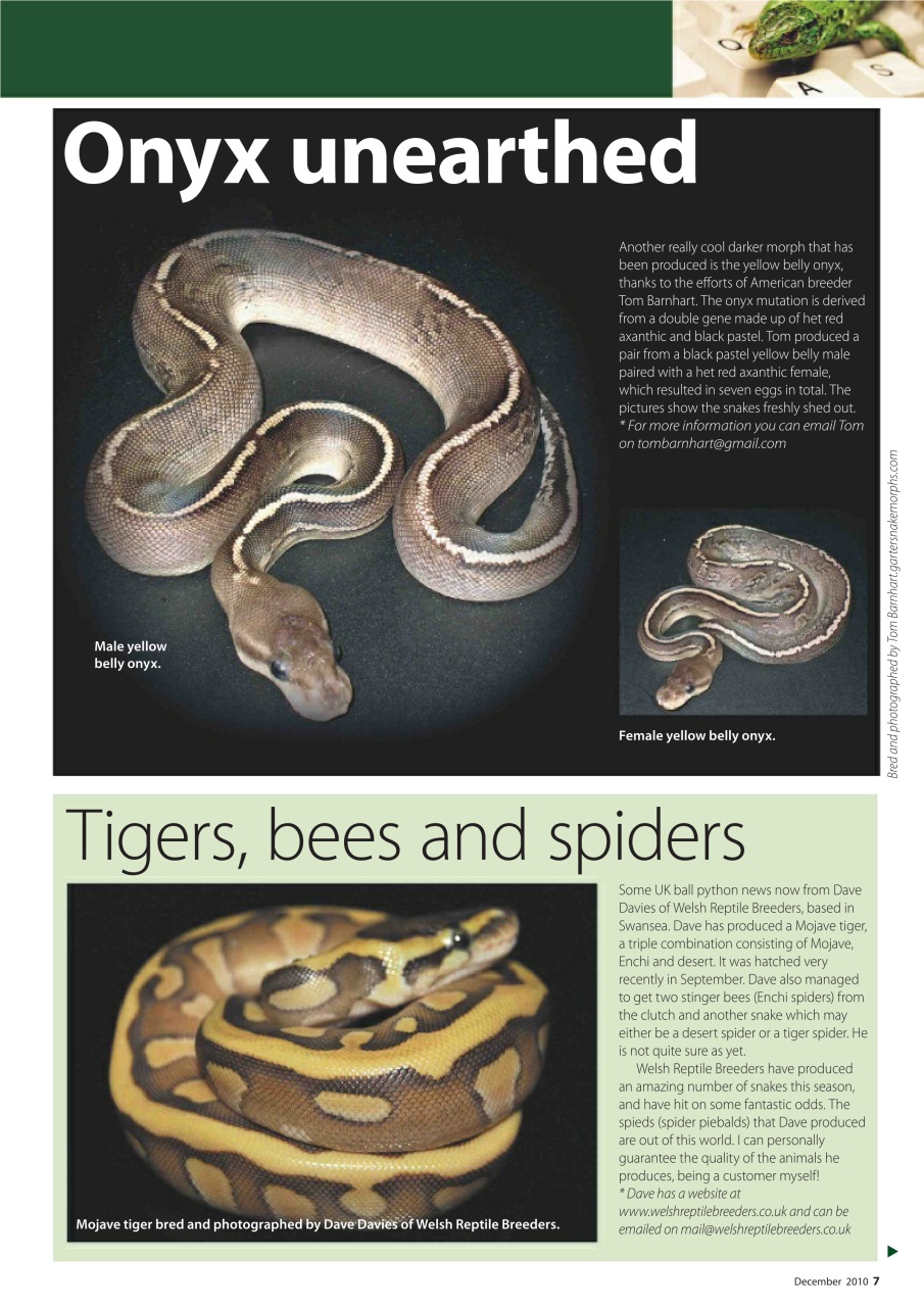 Practical Reptile Keeping Magazine - No.19 Green Snakes & Amphibians ...
