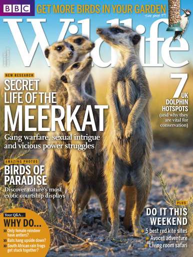 BBC Wildlife Magazine - December 2013 Back Issue